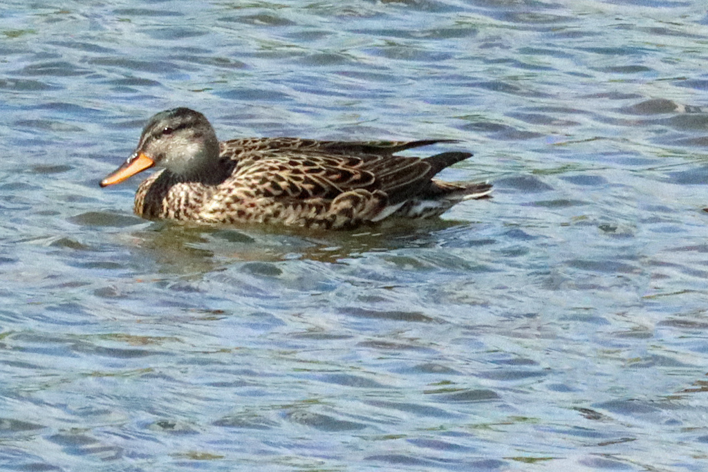 Gadwall from Port Sunlight River Park on April 28, 2024 at 01:45 PM by ...