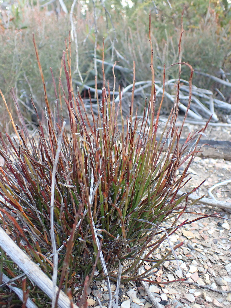 Broom Spurge from E. Gippsland - Orbost, Alpine, Australian Alps ...