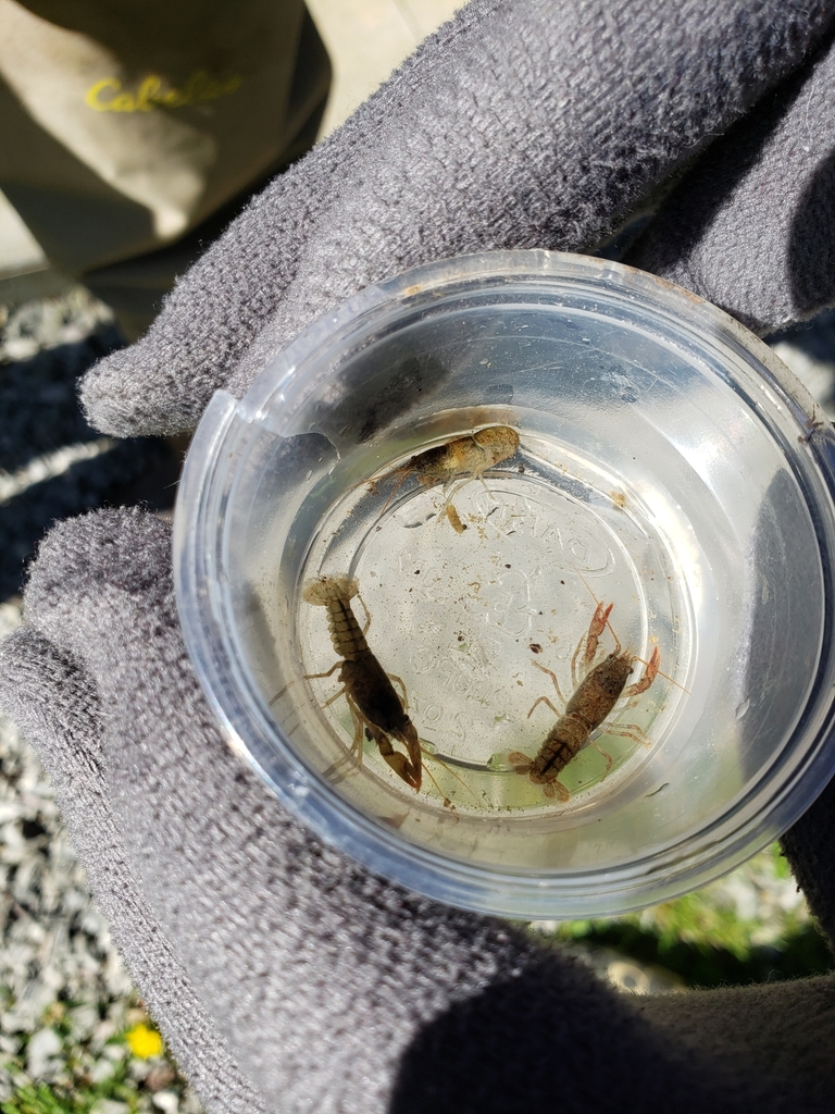 Eastern Crayfish from 240 State Rte 1059, Eighty Four, PA 15330, USA on ...