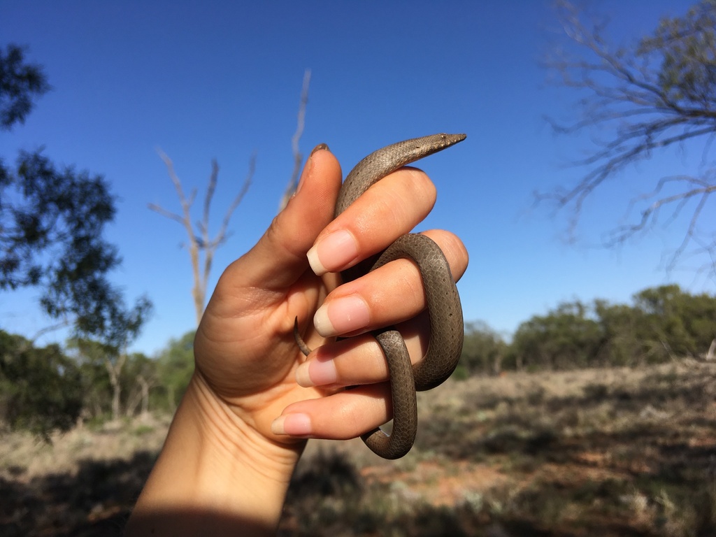 Burton's Snake-lizard from Mallee Cliffs National Park, Mallee, NSW, AU ...