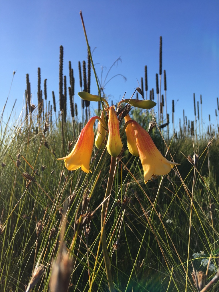 large Christmas bells from Limeburners Creek National Park, Crescent ...