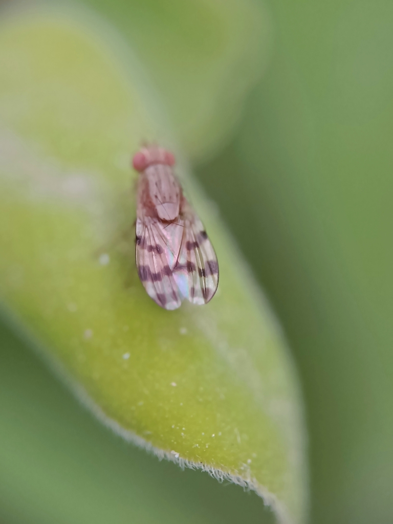 Homoneura fuscibasis from M6J7+8GG, Kamla Nehru Ridge, Civil Lines ...