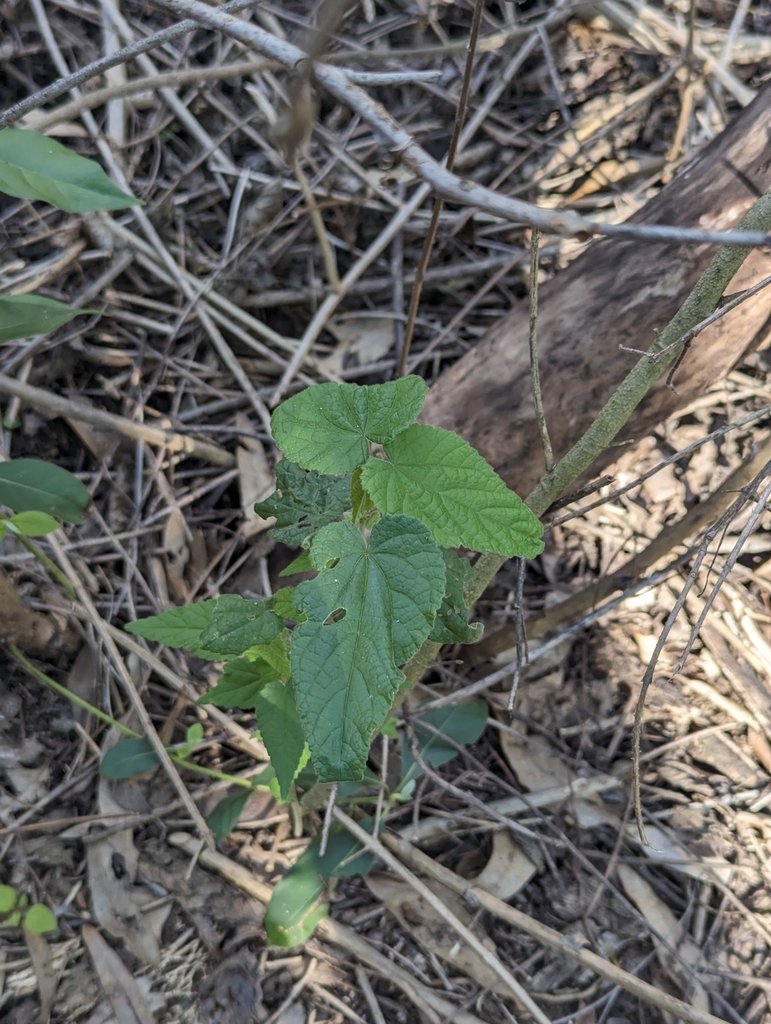 straggly lantern-bush in April 2024 by James Hatchett · iNaturalist