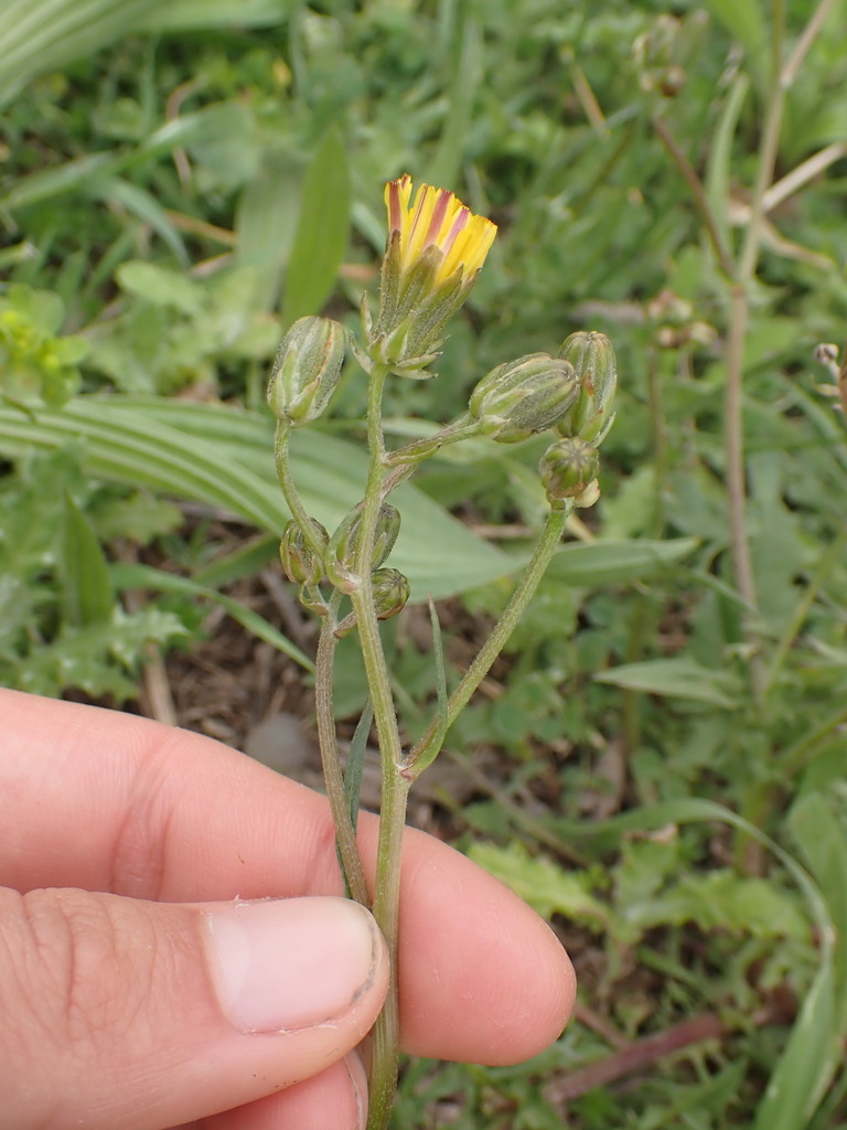 French Hawk's-beard from Les chiens de Malbosc, 1010 Rue Henri Lagattu ...
