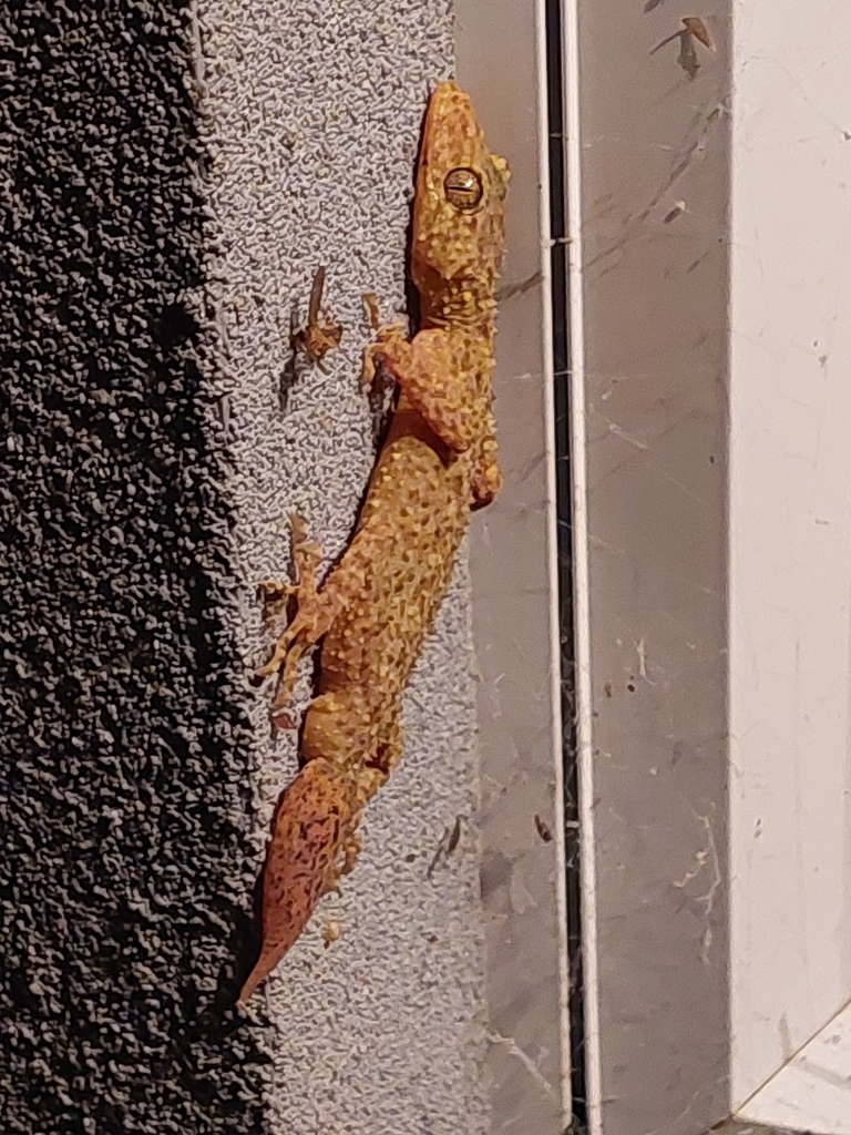 Broad-tailed Gecko in April 2024 by superbum2 · iNaturalist