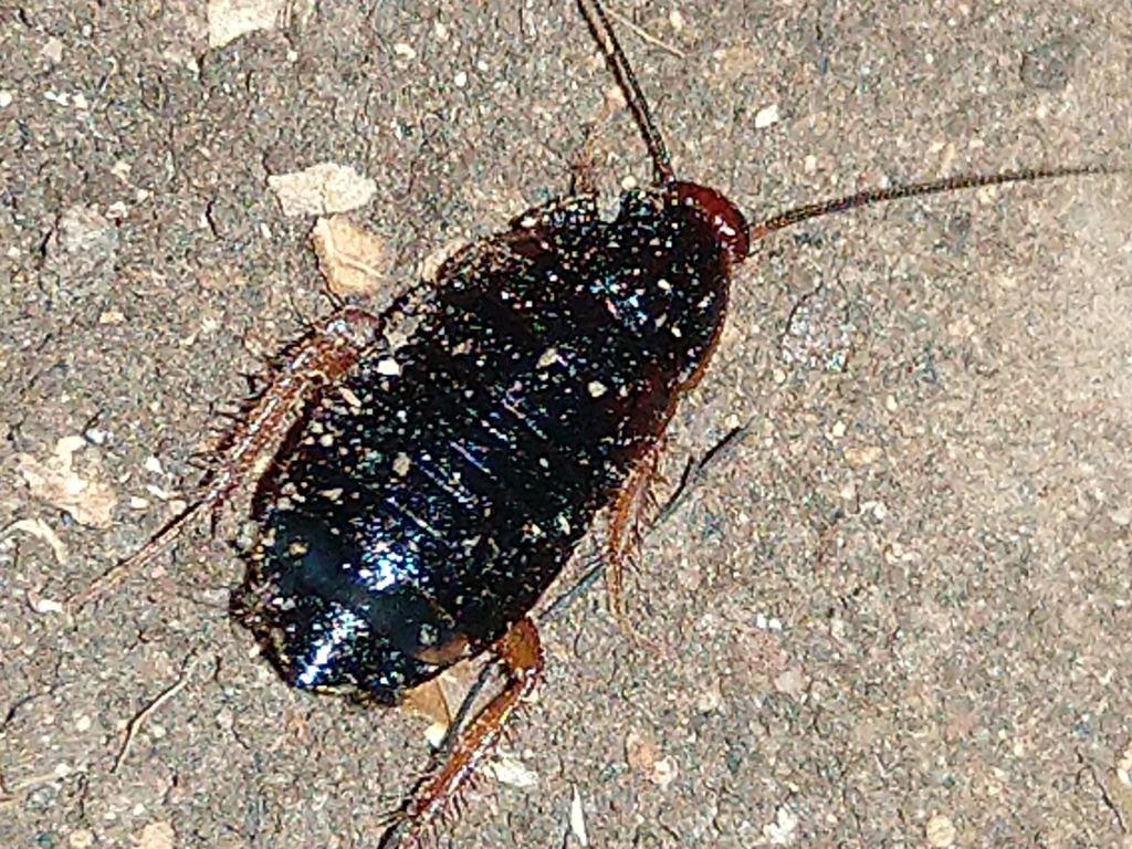 Surinam Cockroach from El Chilar, Guatemala on April 28, 2024 at 10:14 ...