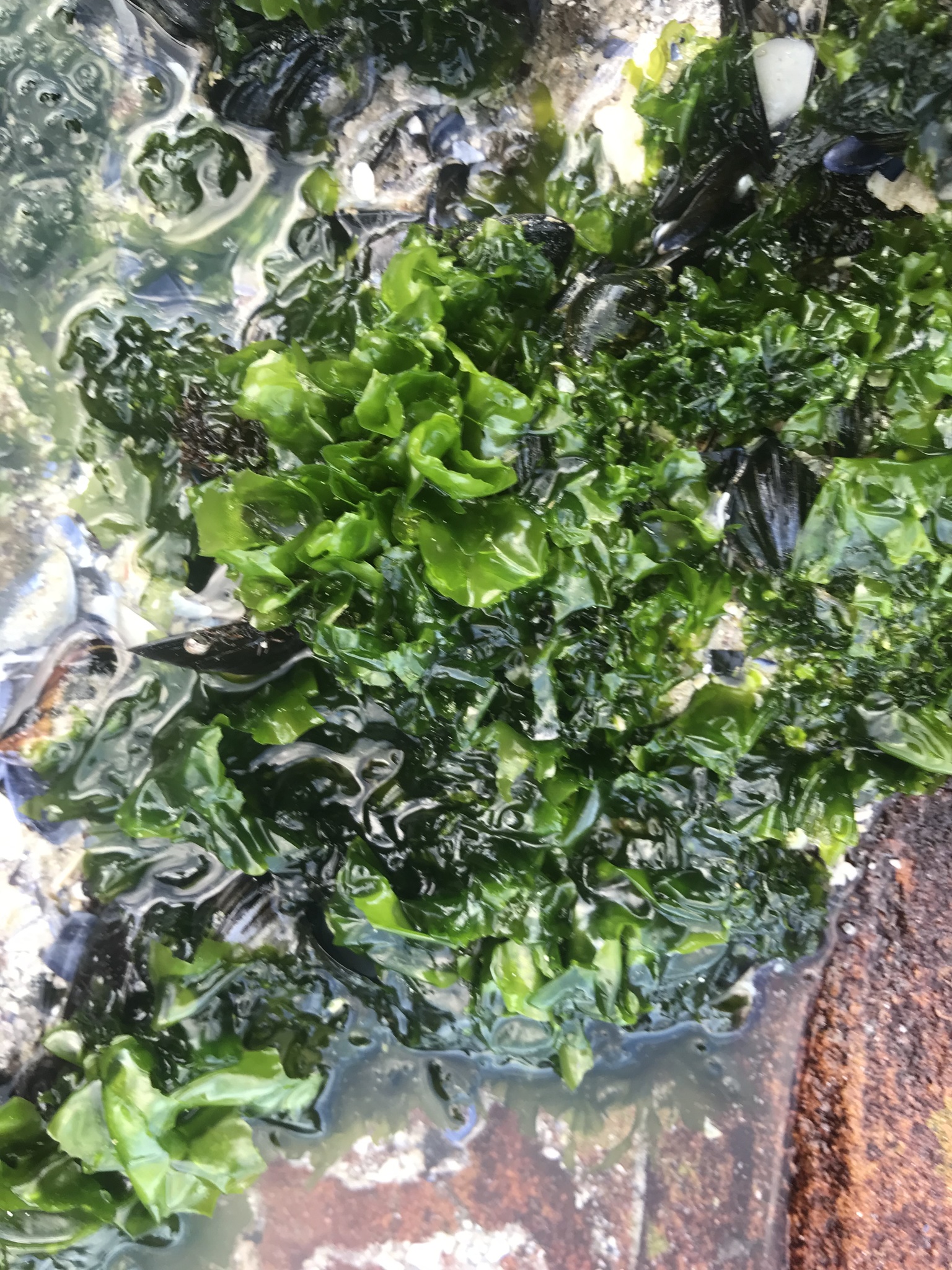 Ulva rigida C.Agardh