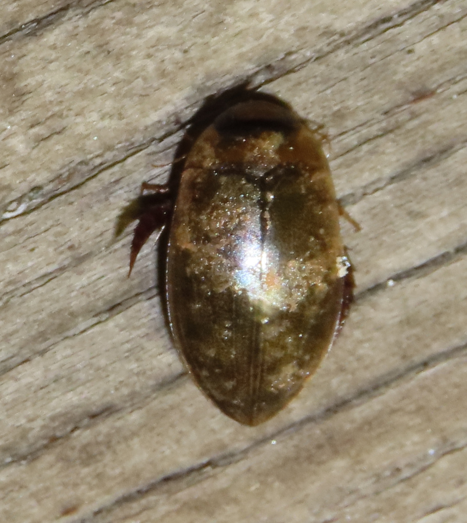 Hydaticus rhantoides from Mui Wo, Hong Kong on April 28, 2024 at 08:45 ...