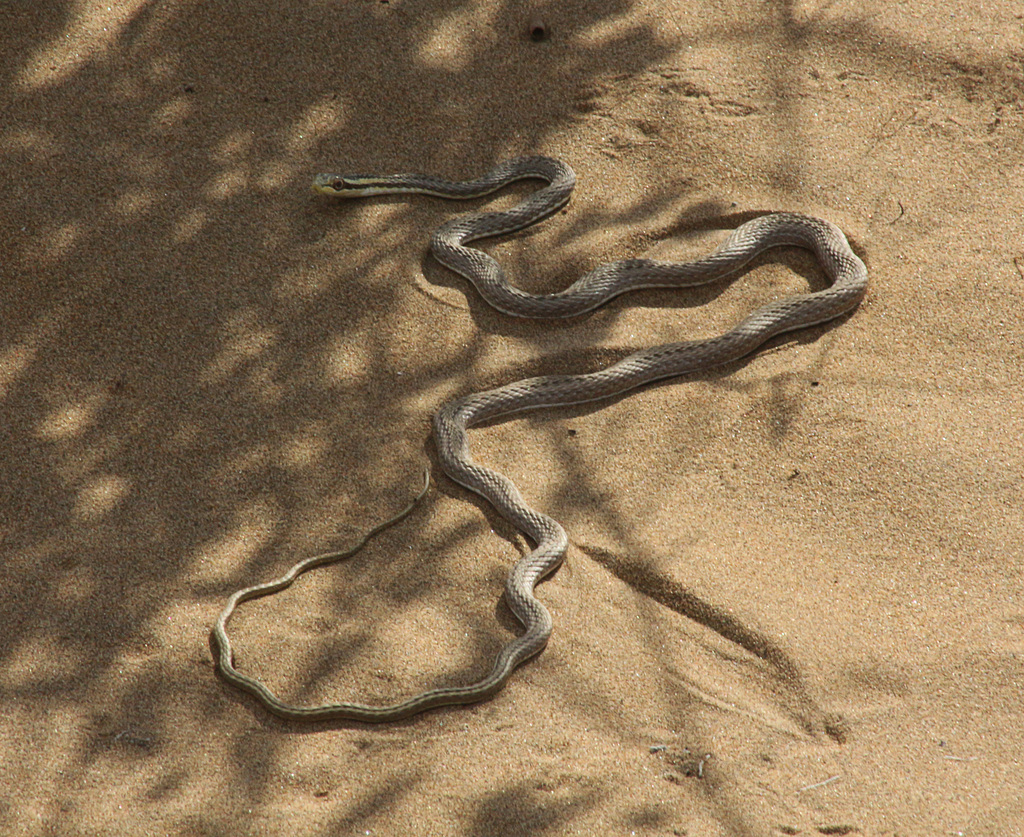 Steppe Ribbon Racer from Отрарский район, Казахстан on April 27, 2024 ...