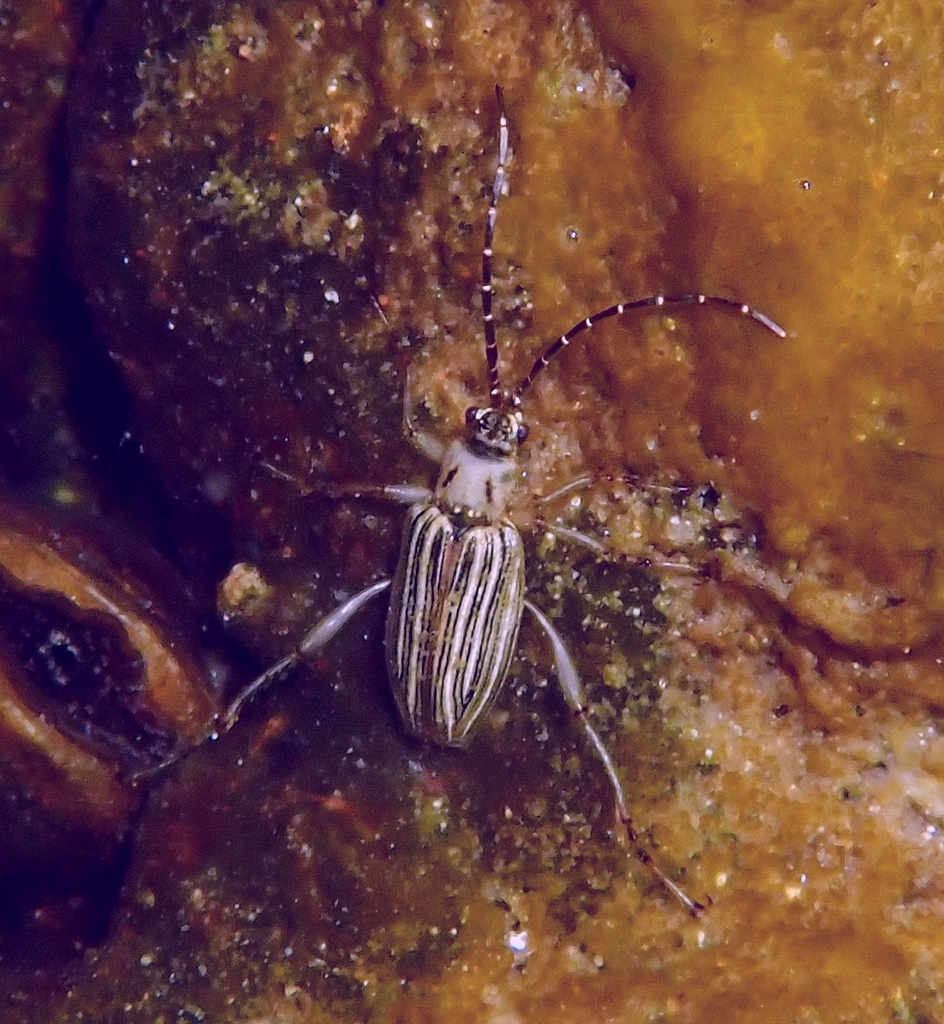 Macroplea from 24 Plön, Deutschland on April 27, 2024 at 01:32 PM by ...