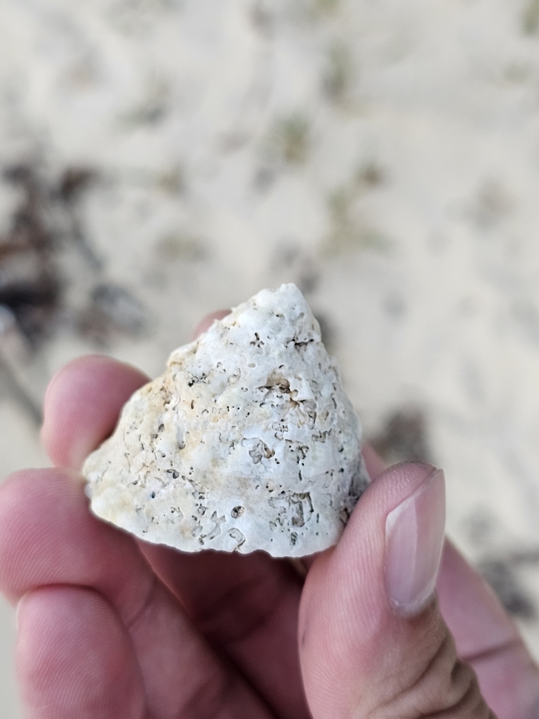 Common Tent Shell from Mosman, NSW 2088, Australia on April 27, 2024 at ...