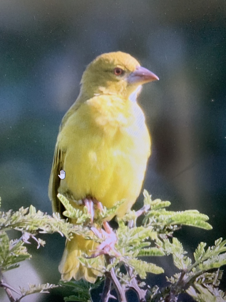 African Golden-Weaver from Hawthorne Drive, Mount Edgecombe, KZN, ZA on ...