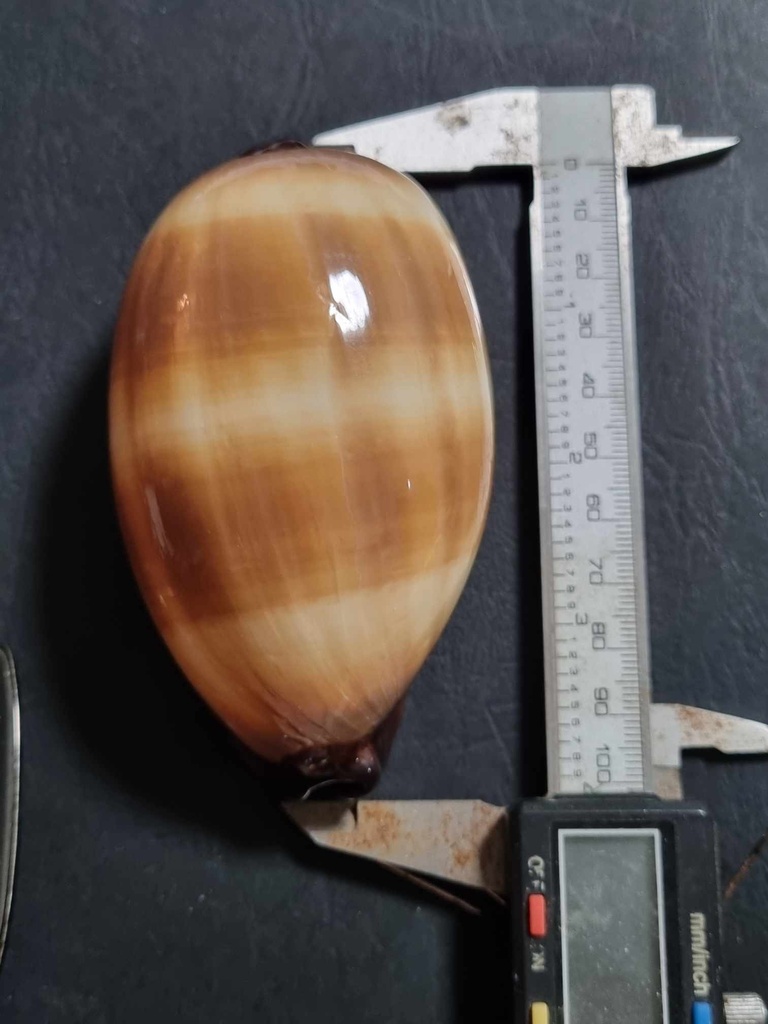 Mole Cowrie from South Pacific Ocean, AU on February 28, 1989 at 11:01 ...