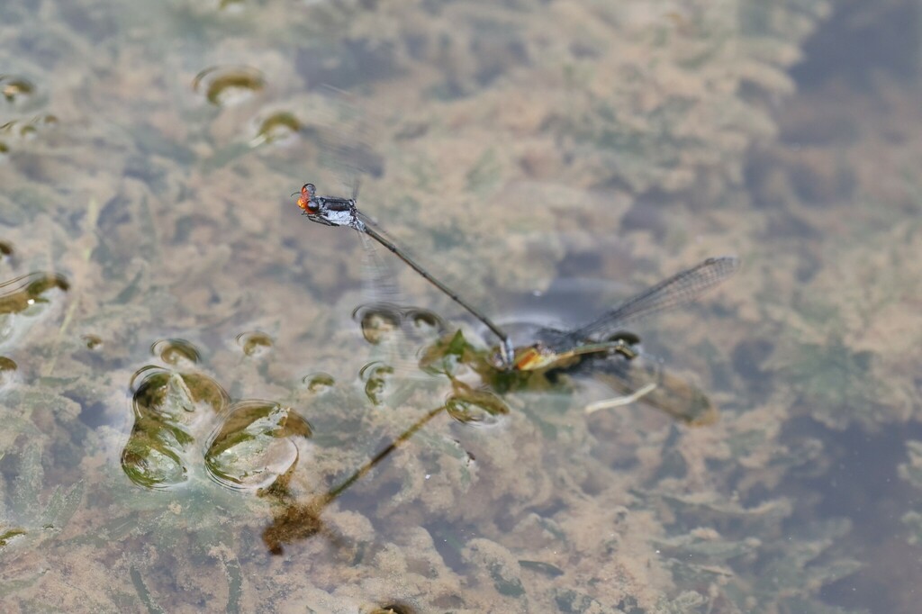 Grey Sprite from 香港軍地 on April 29, 2024 at 11:09 AM by bonds · iNaturalist