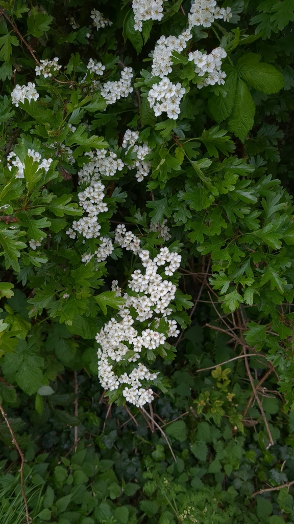 common hawthorn from Litherland, UK on April 29, 2024 at 02:10 PM by ...