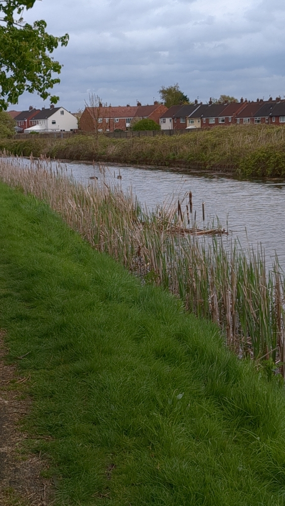 Canada Goose from Litherland, UK on 29 April, 2024 at 02:16 PM by ...