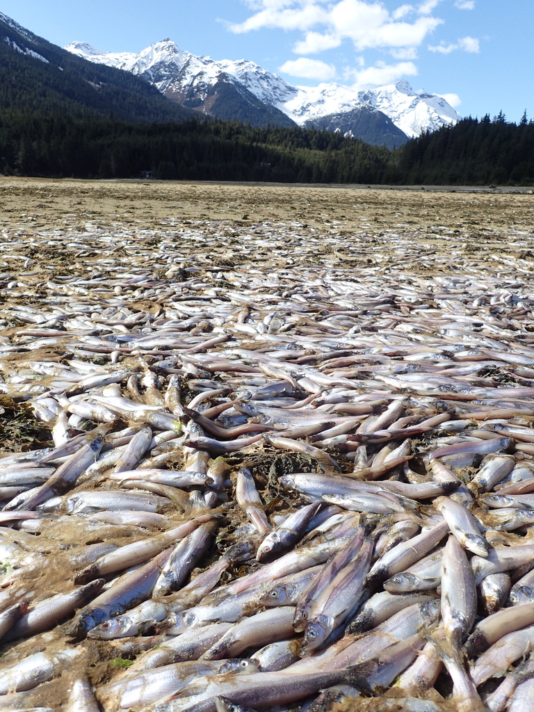 Eulachon (Thaleichthys pacificus) - Marine Life Identification