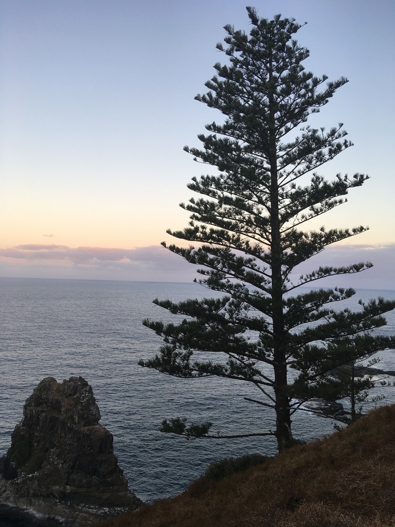 Norfolk Island Pine from Norfolk Island, NF on January 23, 2019 at 07: ...