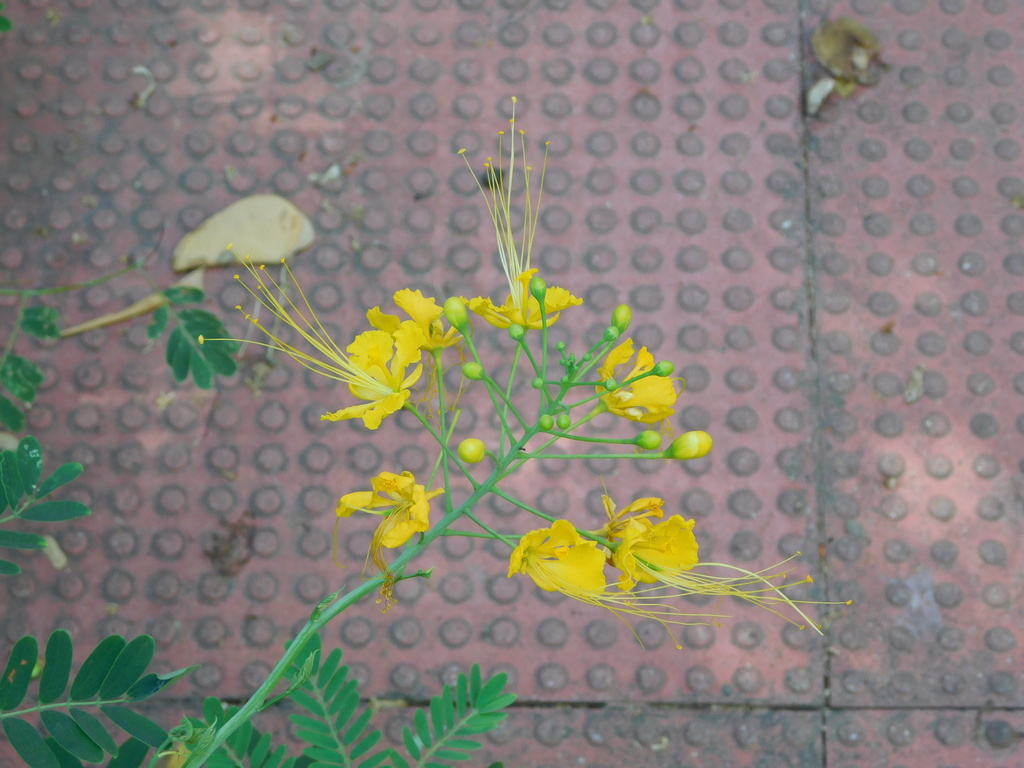 peacock flower from Kotturpuram Urban Forest, Chennai, Tamil Nadu ...