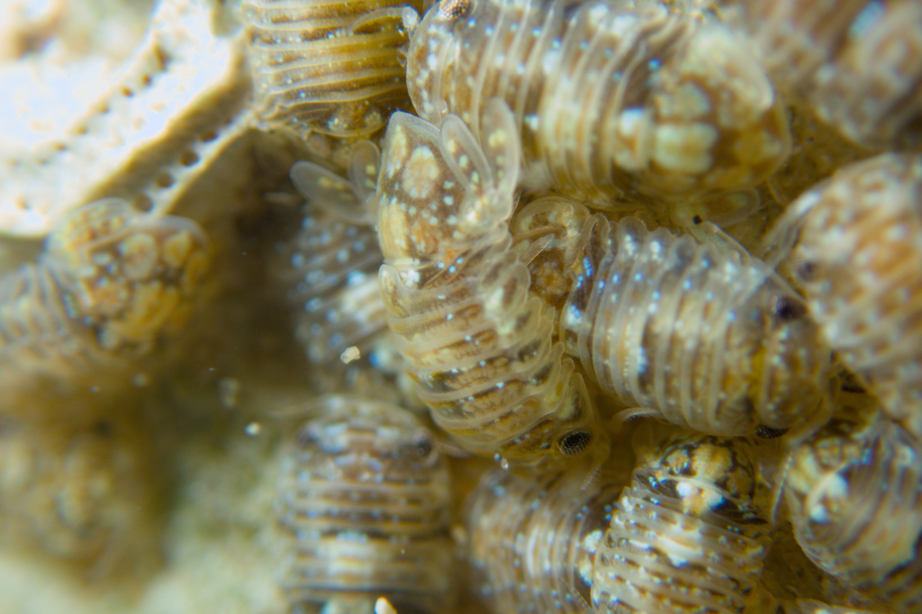 Zuzara venosa from Onkaparinga - South Coast, South Australia ...