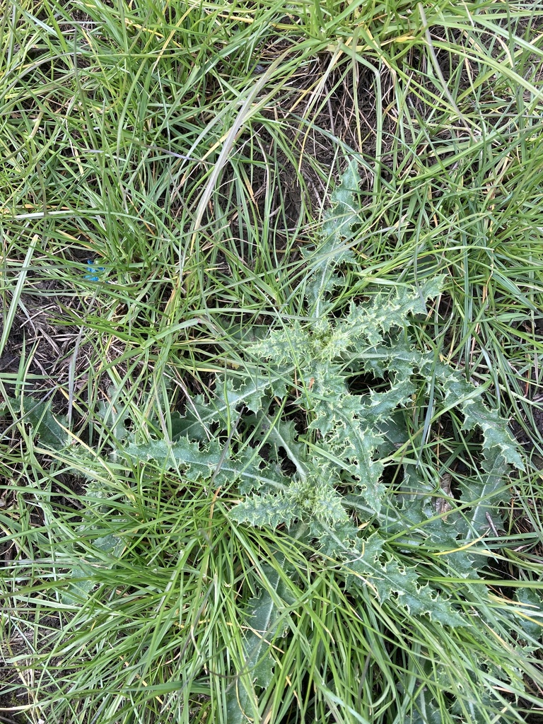 creeping thistle from Butcher Ter, York, England, GB on April 29, 2024 ...