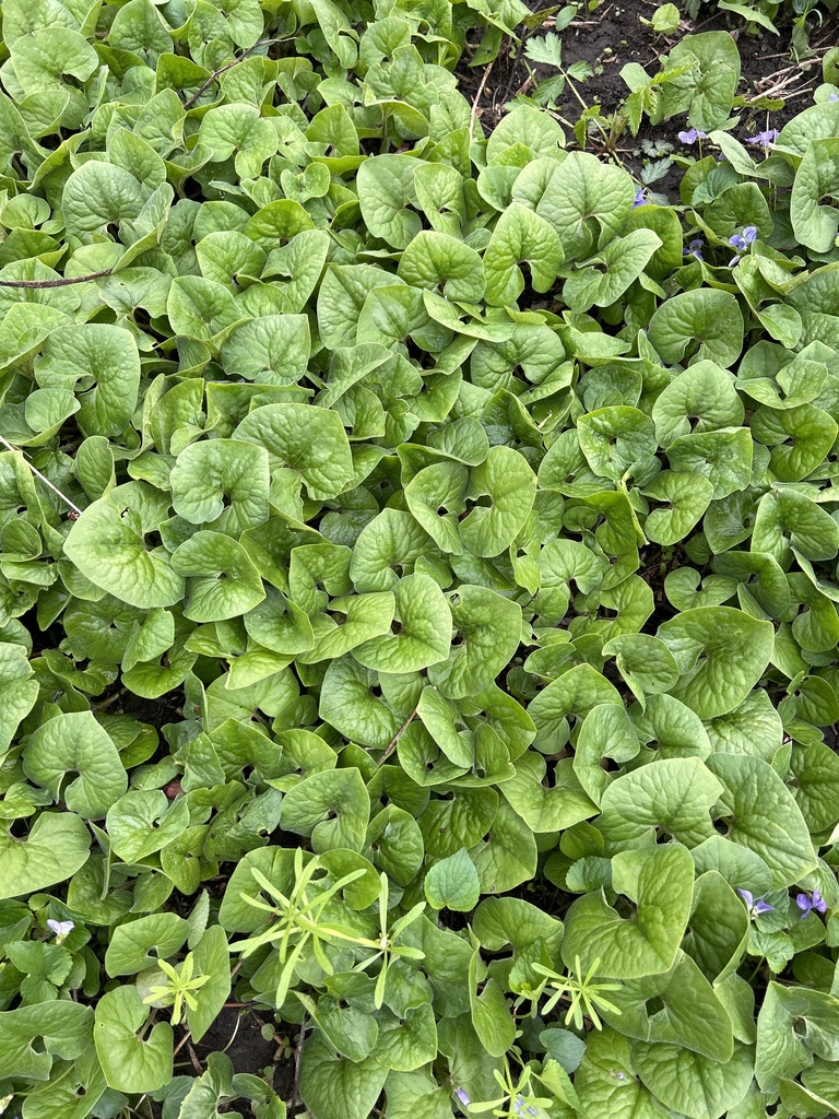 Canadian wild ginger from Winnebago County, US-IL, US on April 26, 2024 ...