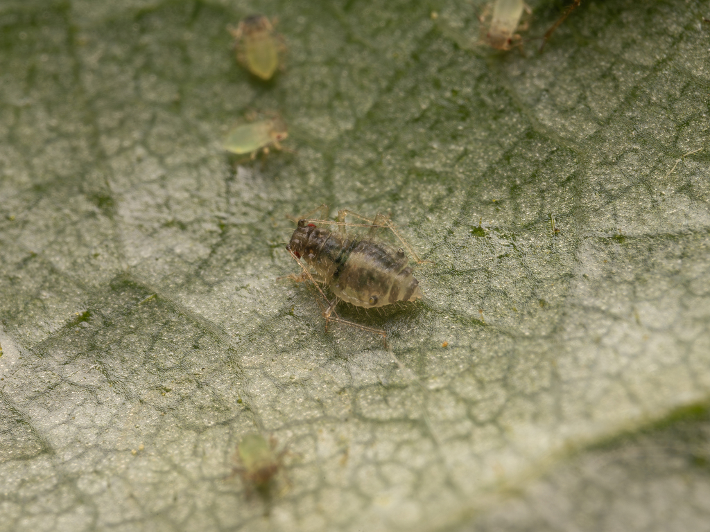 Periphyllus Aphids from 中国北京市海淀区 on April 29, 2024 at 05:47 PM by Yushi ...