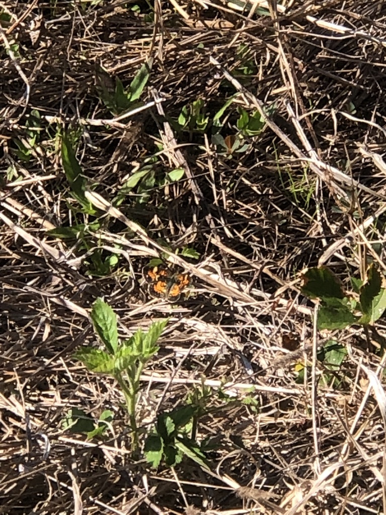 Phaon Crescent from County Road 210 W, Saint Johns, FL, US on April 29 ...