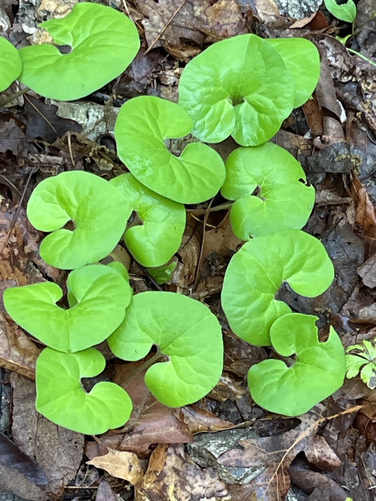 Canadian wild ginger from Quail Ridge Park, Wentzville, MO, US on April ...