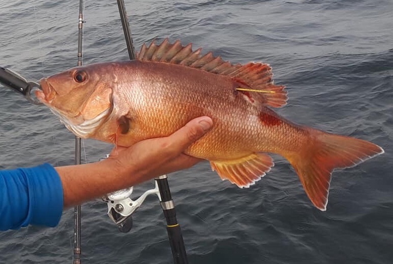 Petrus rupestris (Valenciennes, 1830)