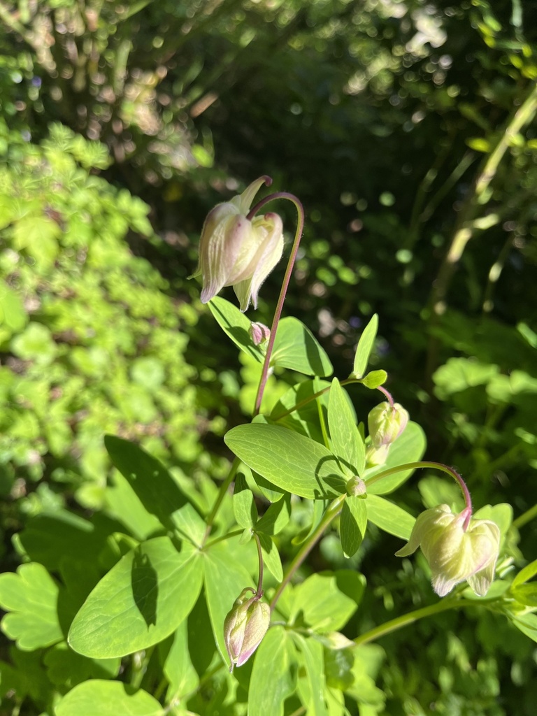 common columbine from Sandringham Dr, Wallasey, England, GB on April 28 ...