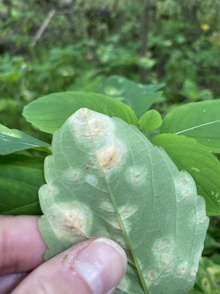 orange wheat rust from Moreland Ave SE, Atlanta, GA, US on April 27 ...