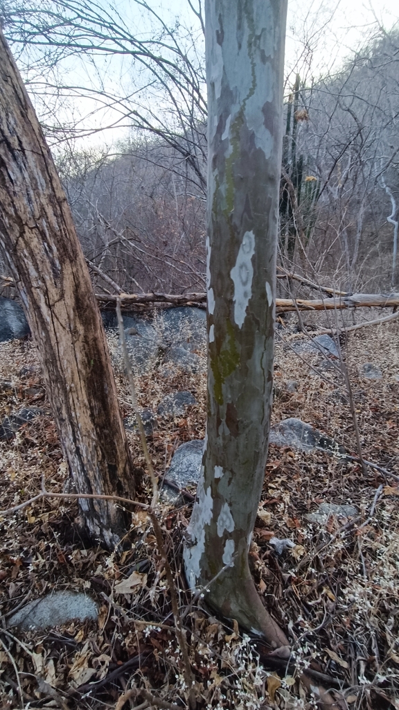 Libidibia sclerocarpa from 82974 Sin., México on April 26, 2024 at 06: ...