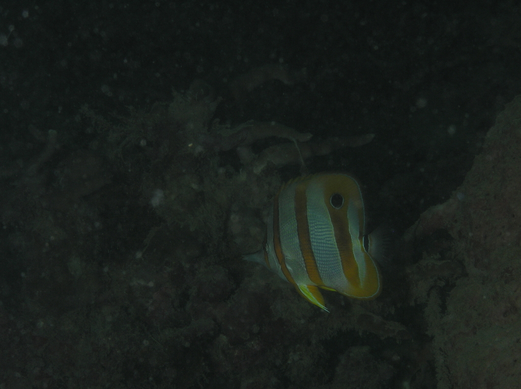 Copperband Butterflyfish from ARP Gaya Down Below house reef on January ...