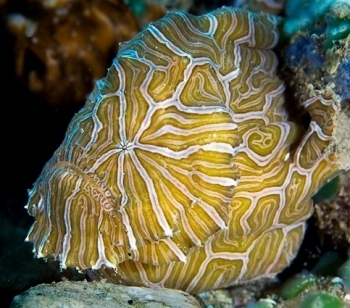 Psychedelic Frogfish (Histiophryne psychedelica) - Marine Life ...