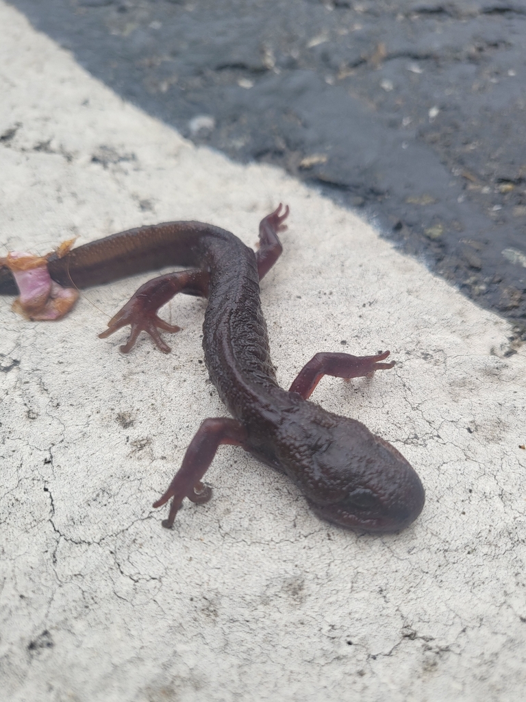 Northwestern Salamander from Everett, WA 98204, USA on April 29, 2024 ...