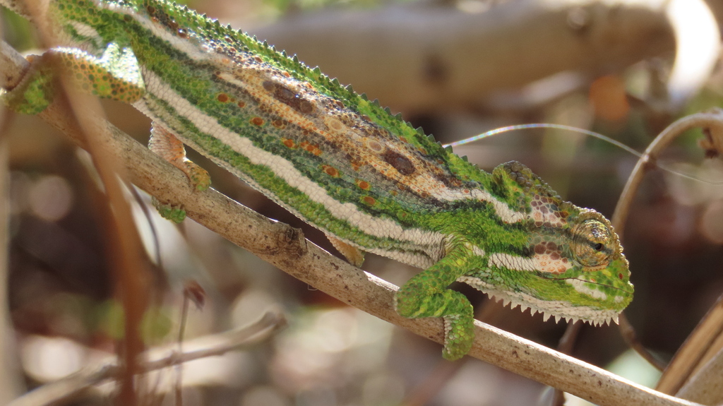 Cape Dwarf Chameleon from Keurboom Park, Squirrels Way, Rondebosch ...