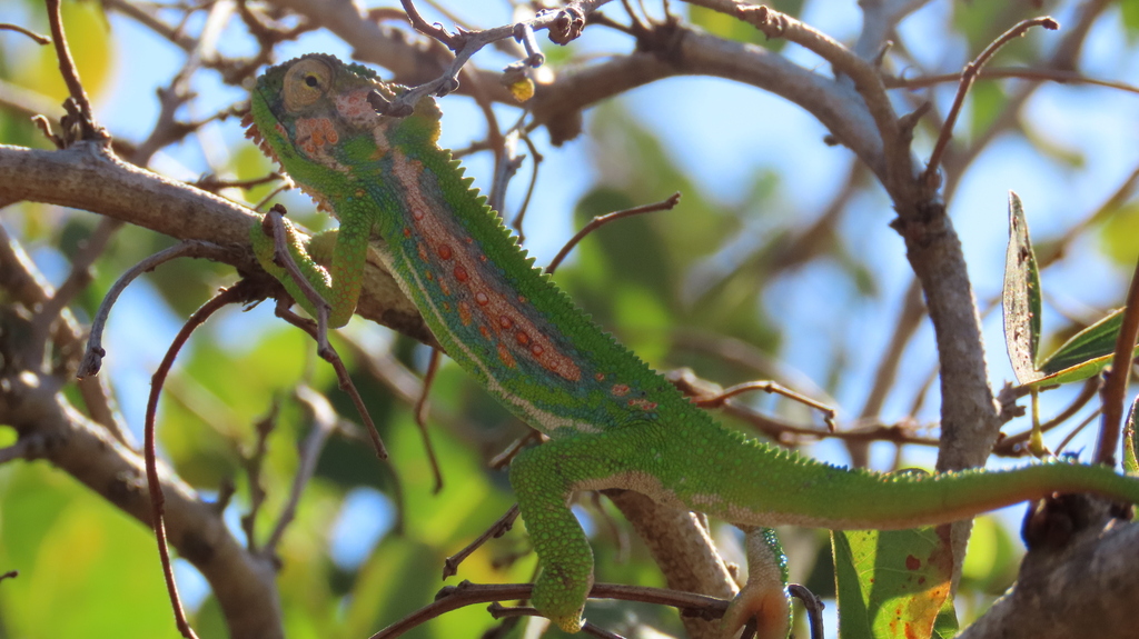 Cape Dwarf Chameleon from Keurboom Park, Squirrels Way, Rondebosch ...