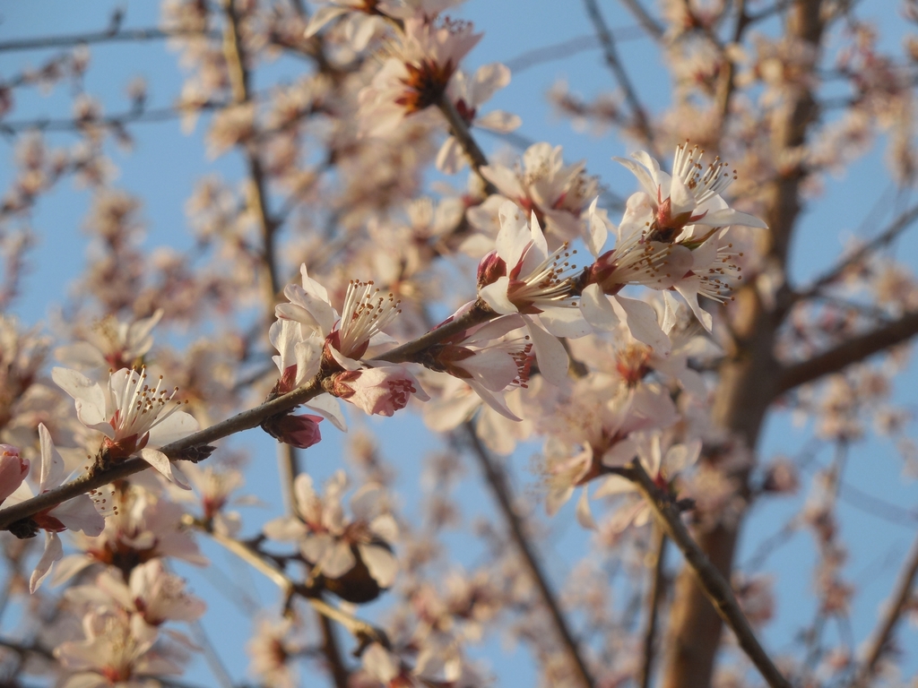 Chinese Wild Peach from Beijing, Beijing, CN on March 13, 2023 at 05:09 ...