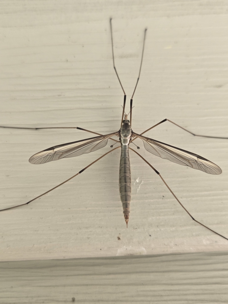 Marsh Crane Fly from Woodcock Township, PA, USA on April 29, 2024 at 10 ...