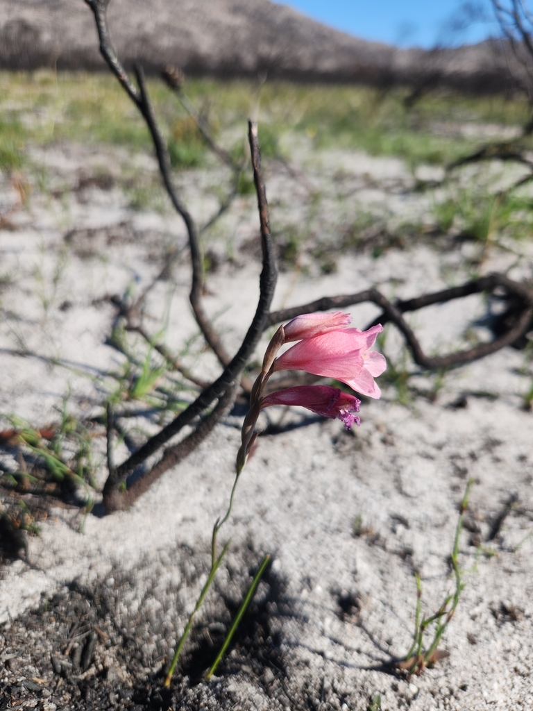 Autumn Pypie from Kogelberg Nature Reserve, ZA-WC-OV, ZA-WC, ZA on ...