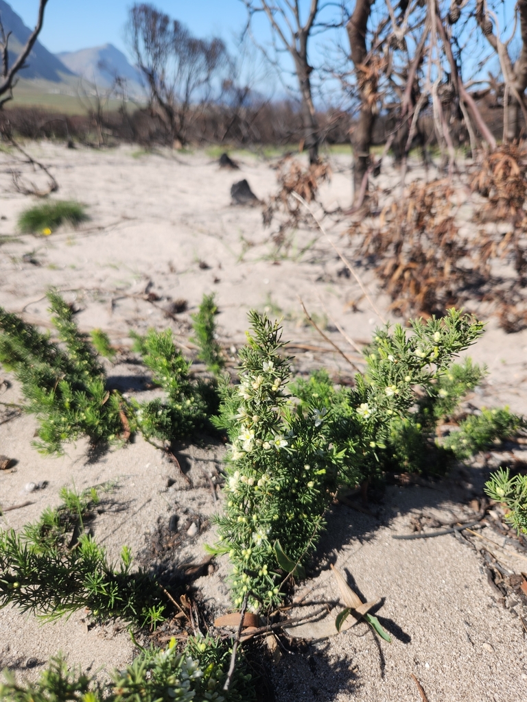 Wild Asparagus from Overberg, ZA-WC, ZA on April 29, 2024 at 01:56 PM ...