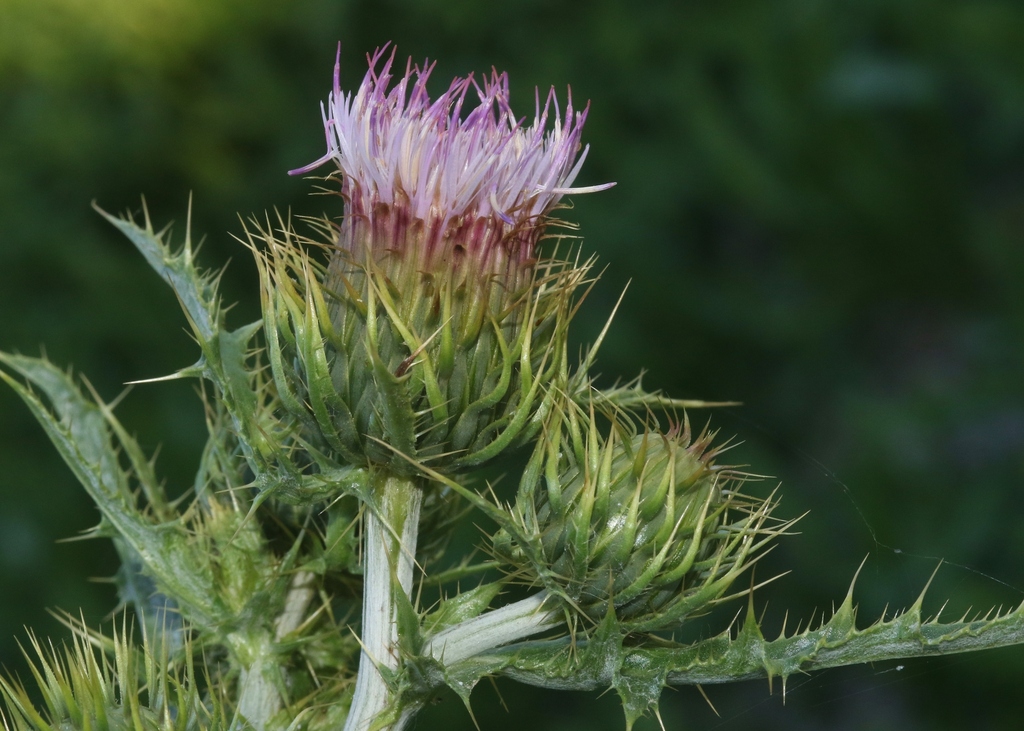 slough thistle in April 2024 by James Bailey · iNaturalist