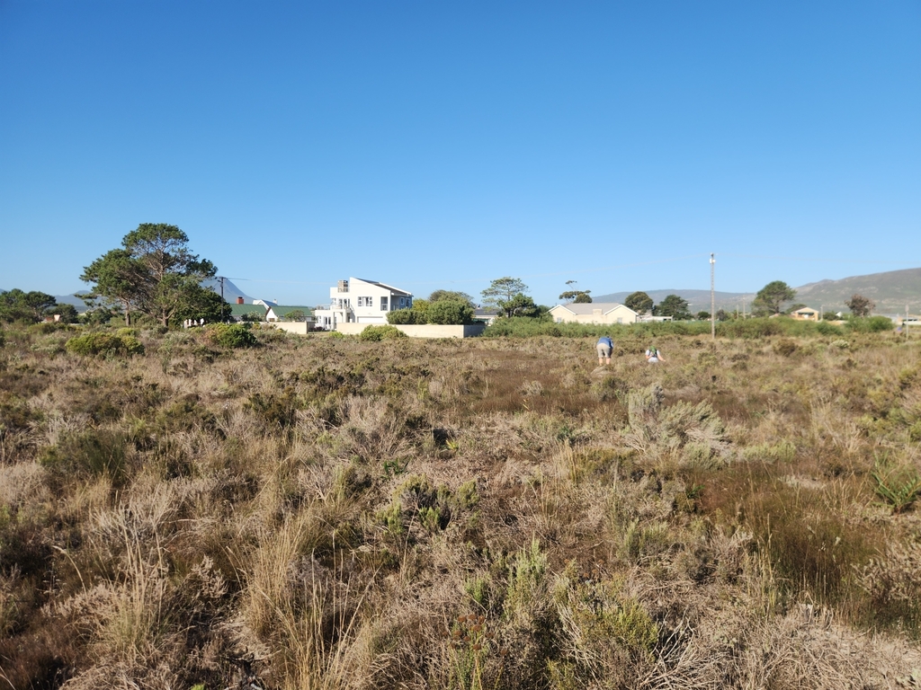 Renosterbush from Overberg, ZA-WC, ZA on April 29, 2024 at 03:33 PM by ...