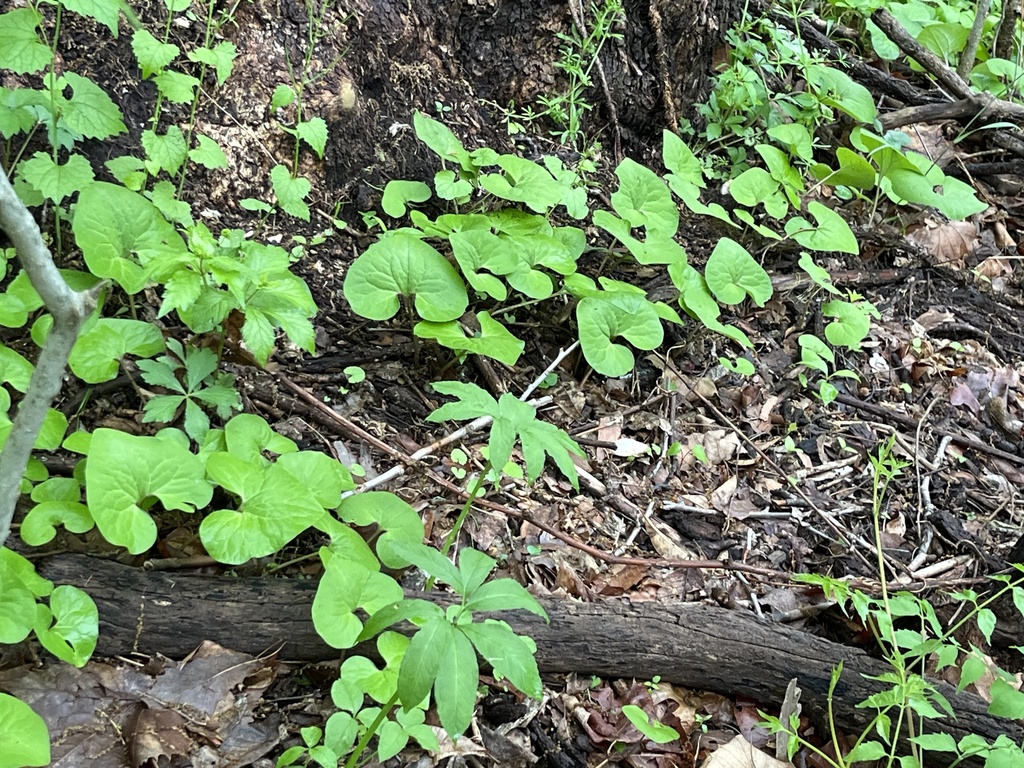 Canadian wild ginger from Quail Ridge Park, Wentzville, MO, US on April ...