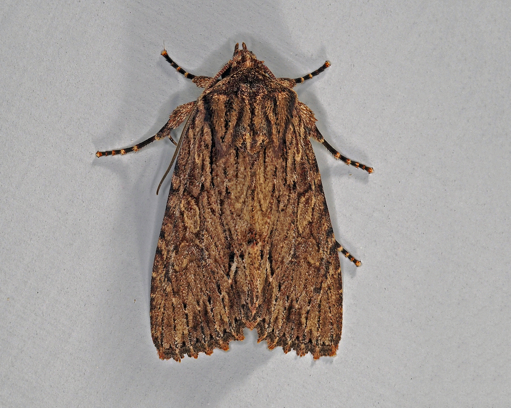 Confused Woodgrain Moth from Salem, NH 03079, USA on April 29, 2024 at ...