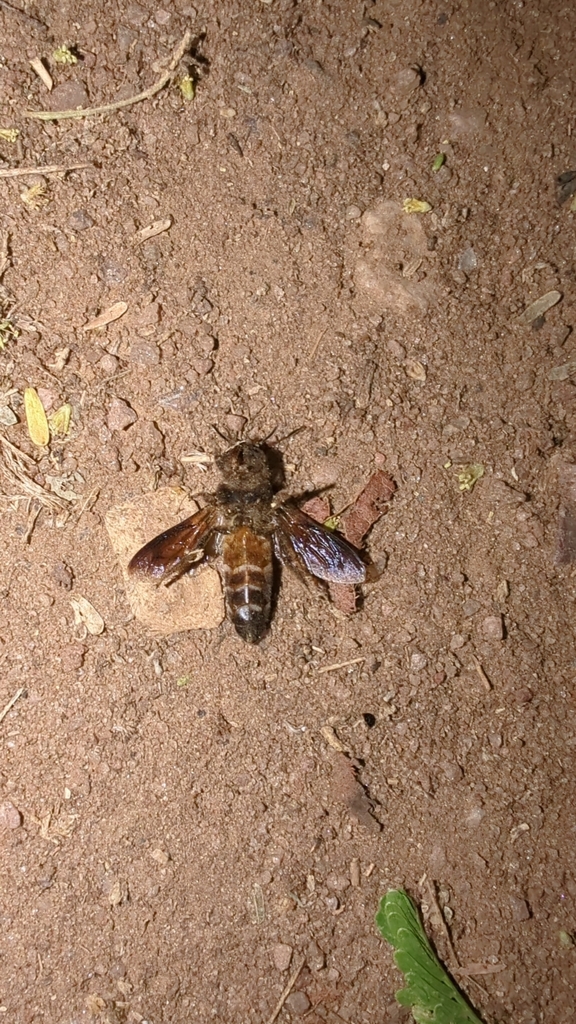 Giant Honey Bee from G5MM+X3, Qila Rai Pithora, New Delhi, Delhi 110016 ...