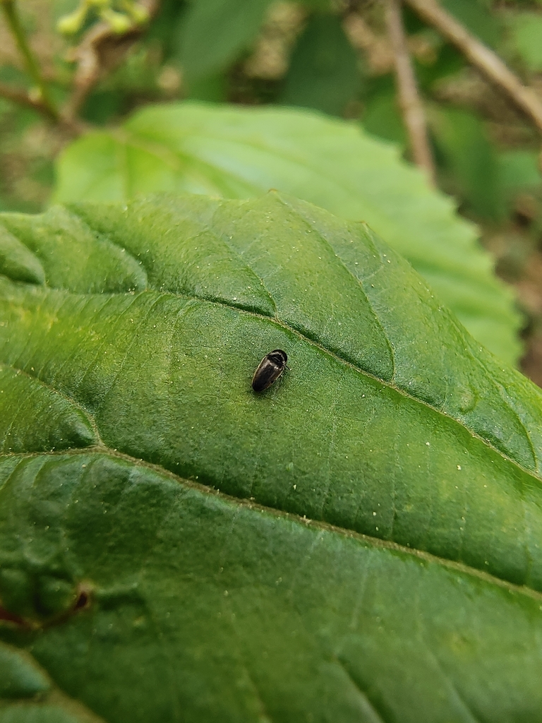 Trixagus from Yichun, CN-JX, CN on April 28, 2024 at 02:47 PM by ...