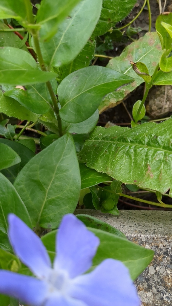 greater periwinkle from York on April 29, 2024 at 04:23 PM by Debi ...