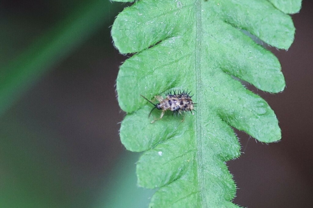 Dactylispa xanthospila from 香港軍地 on April 29, 2024 at 04:11 PM by bonds ...